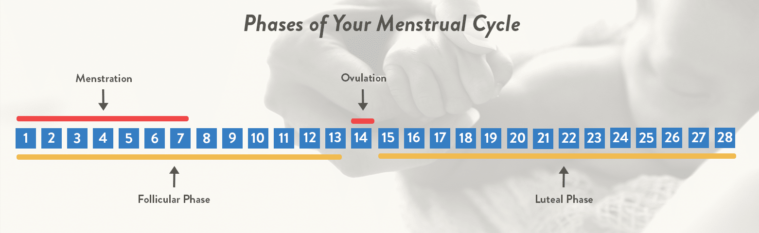 Fertility Basics: Understanding Your Cycle - South Jersey Fertility